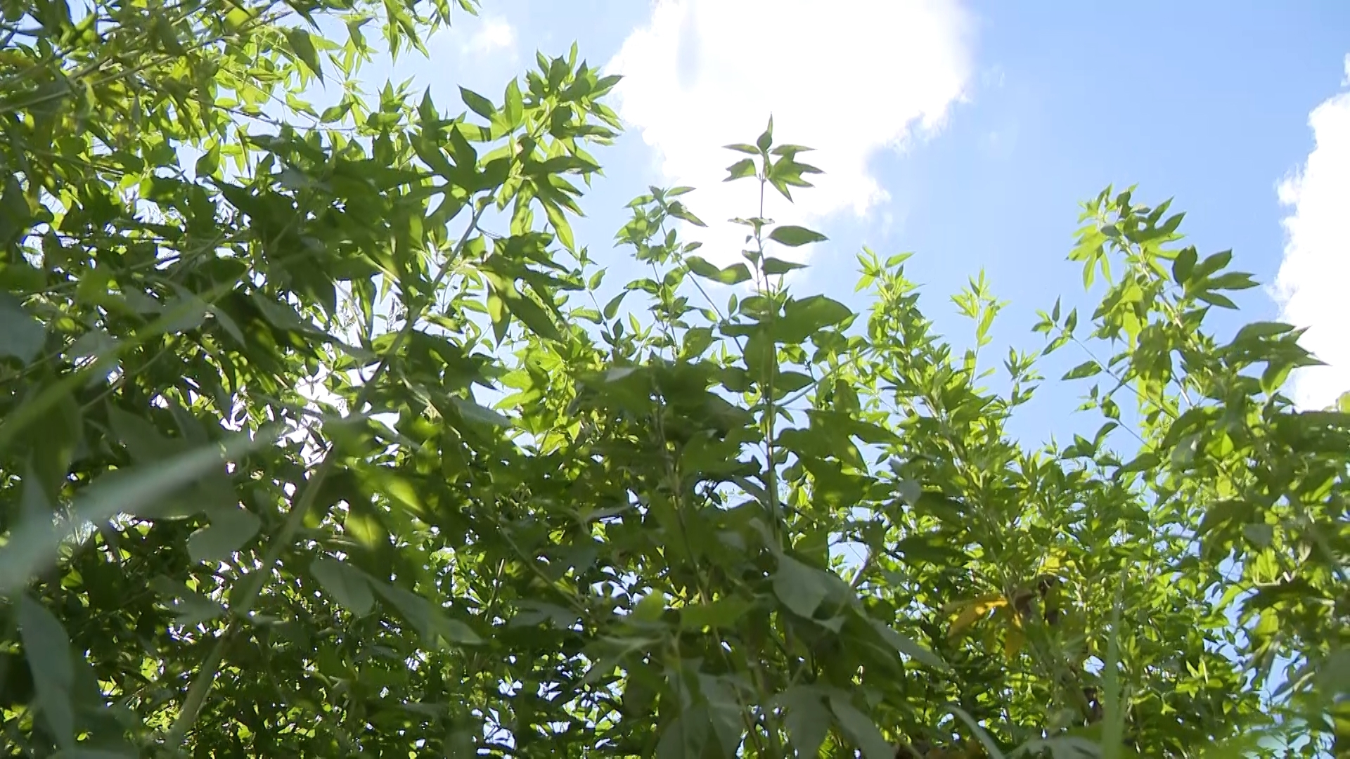 Fifth Ward residents say overgrown lot has become a dangerous eyesore ...