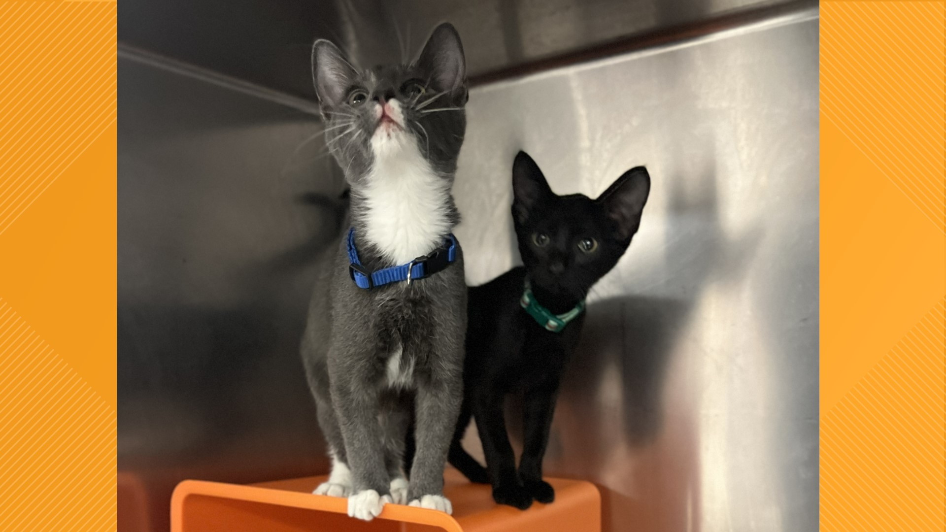 Best Friends in Houston needs foster homes for kittens | khou.com