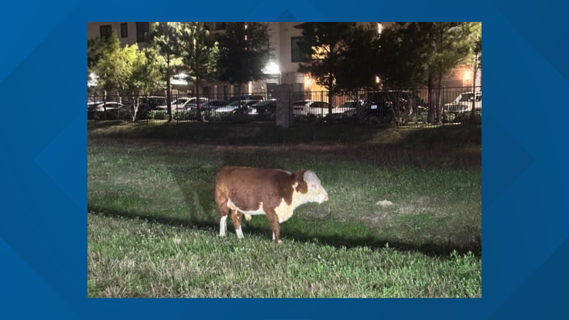 Cow found walking in Spring, Texas street | khou.com