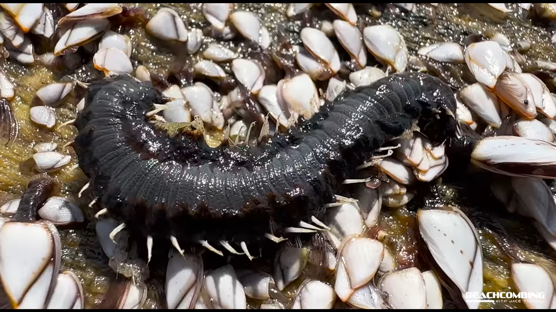 Fireworm found near Corpus has sting that causes 'massive pain' | khou.com