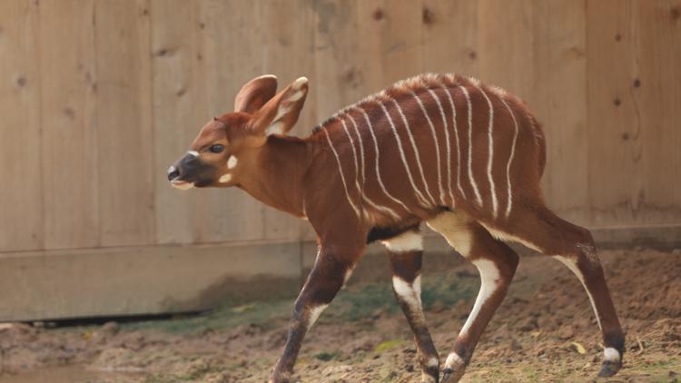 Houston Zoo welcomes birth of endangered eastern bongo calf | khou.com