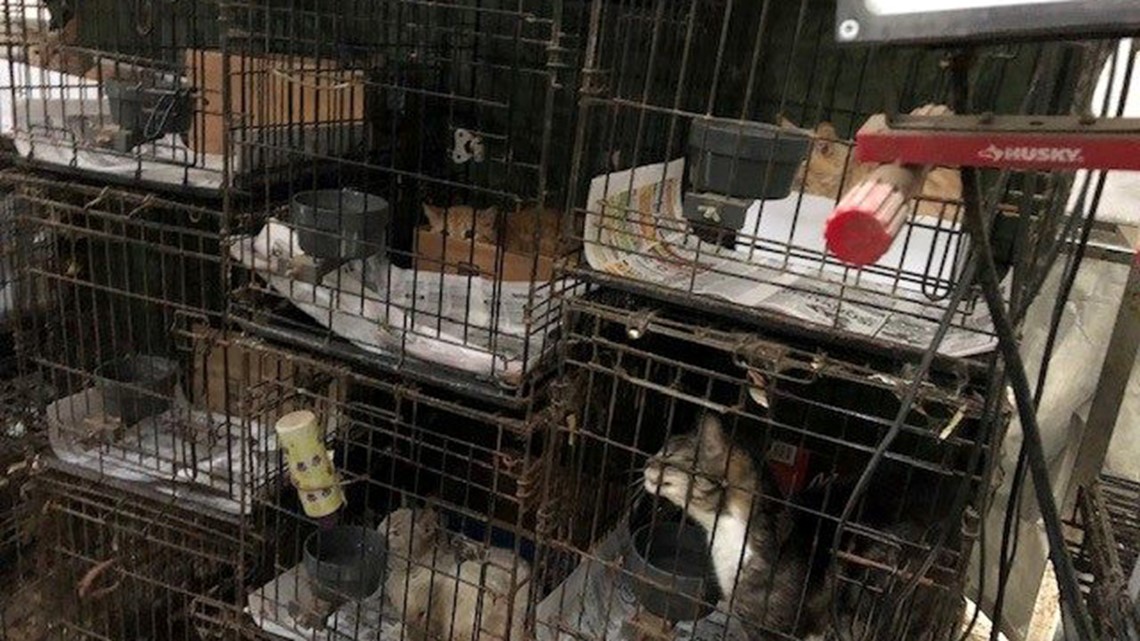 21 animals seized from NW Houston home filled with clutter, feces ...