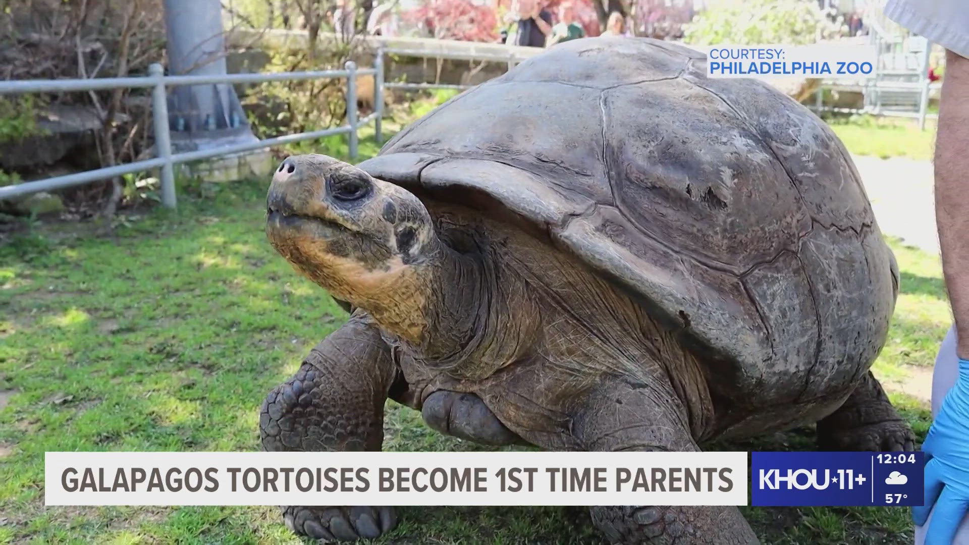 Gnatalie, a new dinosaur species, will soon be on display in L.A ...