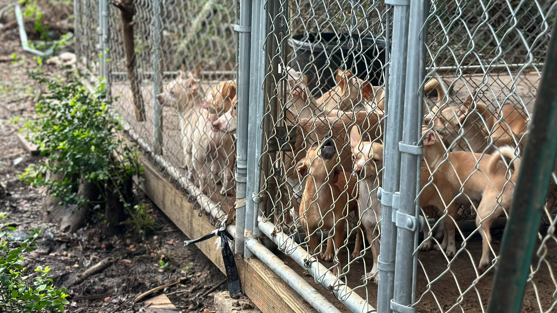 Houston SPCA rescues dozens of dogs from Weimar, Texas property | khou.com