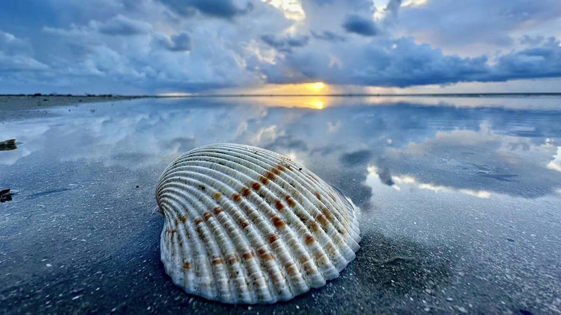Beachcombing turns up weird finds on Texas beaches | PHOTOS | khou.com