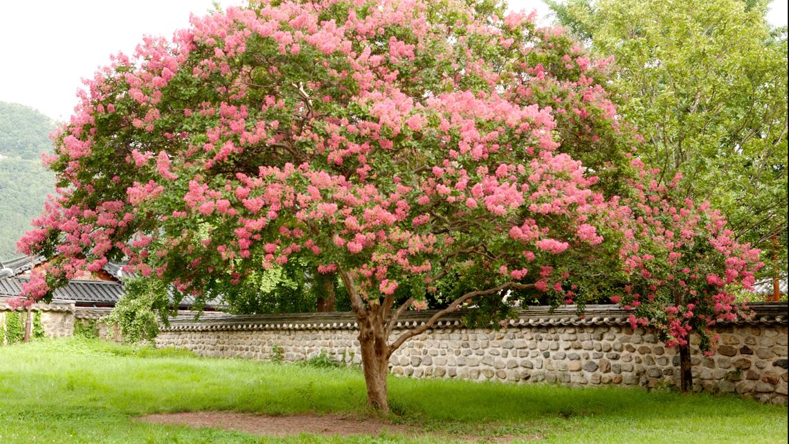 Experts advise proper care for crape myrtles in Texas | khou.com