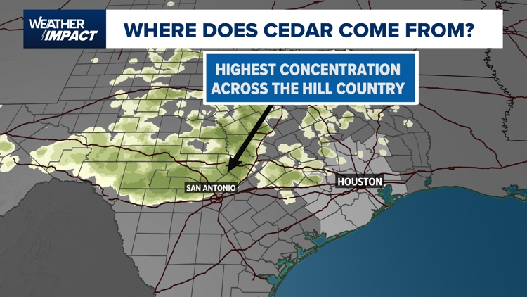 What is cedar fever? | khou.com