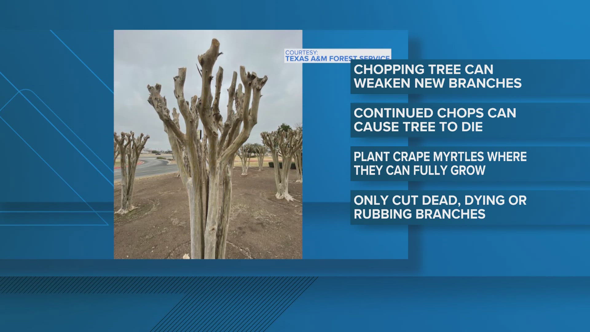 Experts advise proper care for crape myrtles in Texas | khou.com