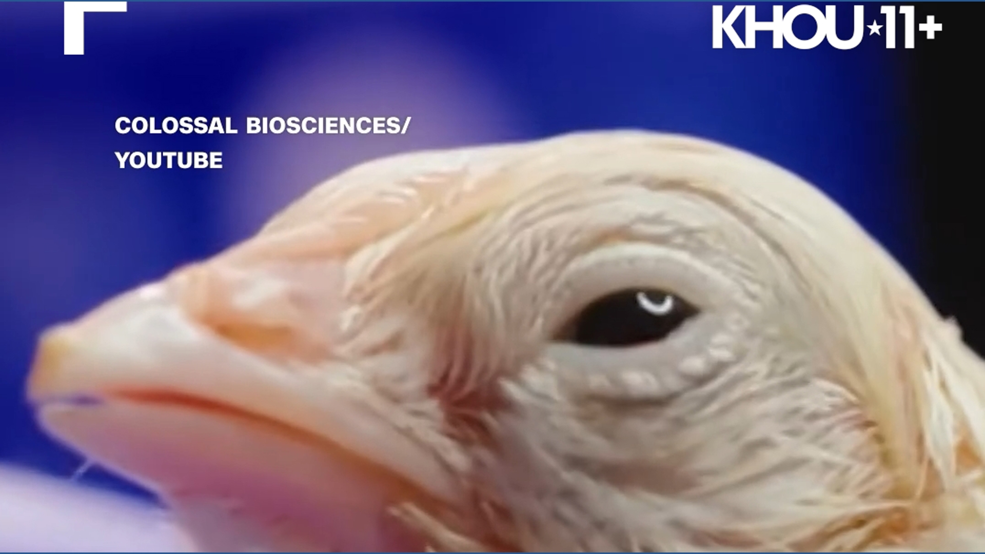Chicks hatched from artificial eggs in scientific breakthrough | khou.com