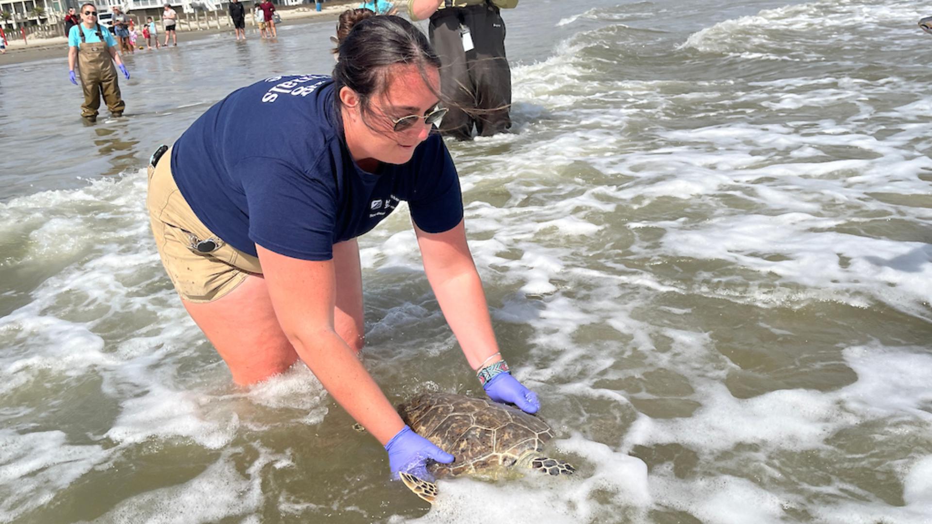 Green sea turtles released into Gulf after months of rehab in Houston ...