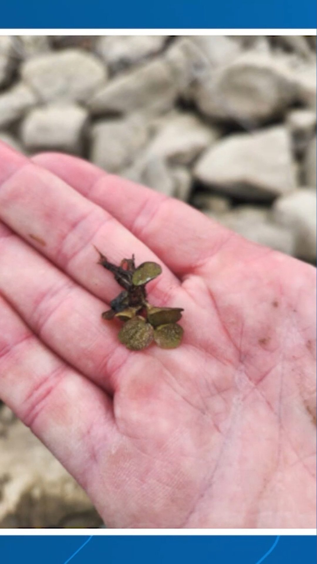 Texas boaters warned about invasive aquatic plants | khou.com