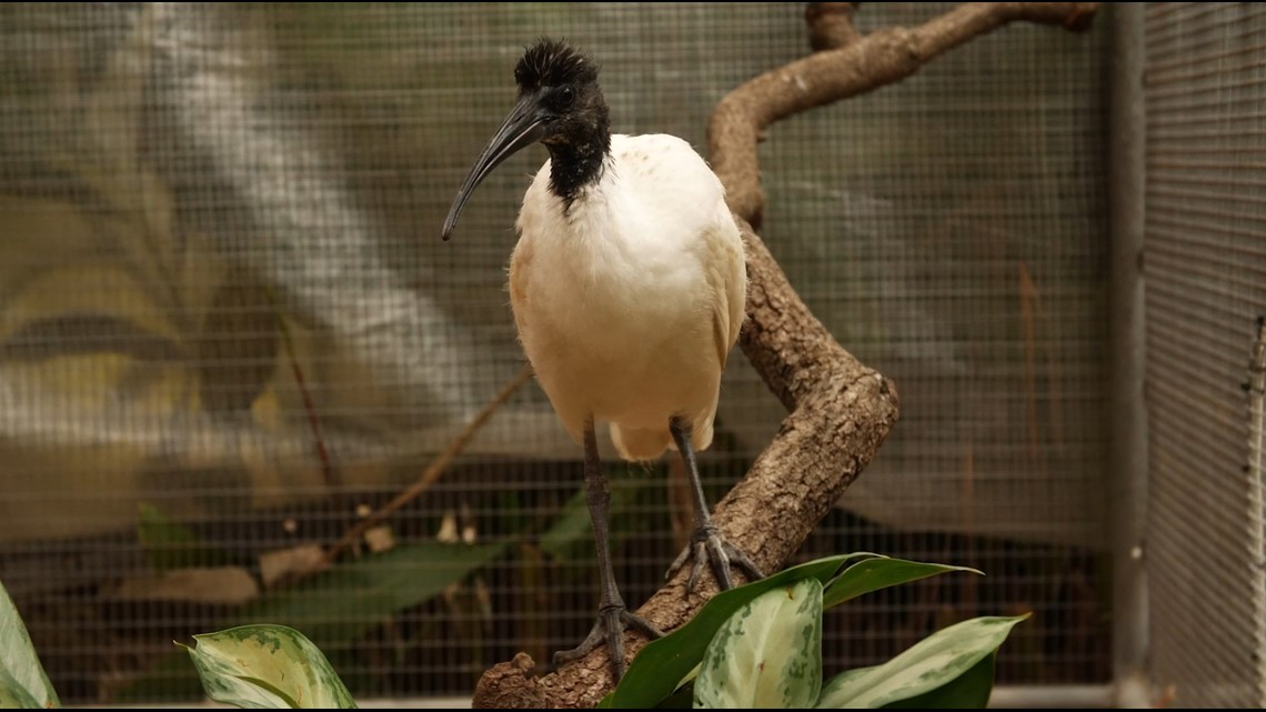 Malagasy sacred ibis chick at Houston Zoo | khou.com