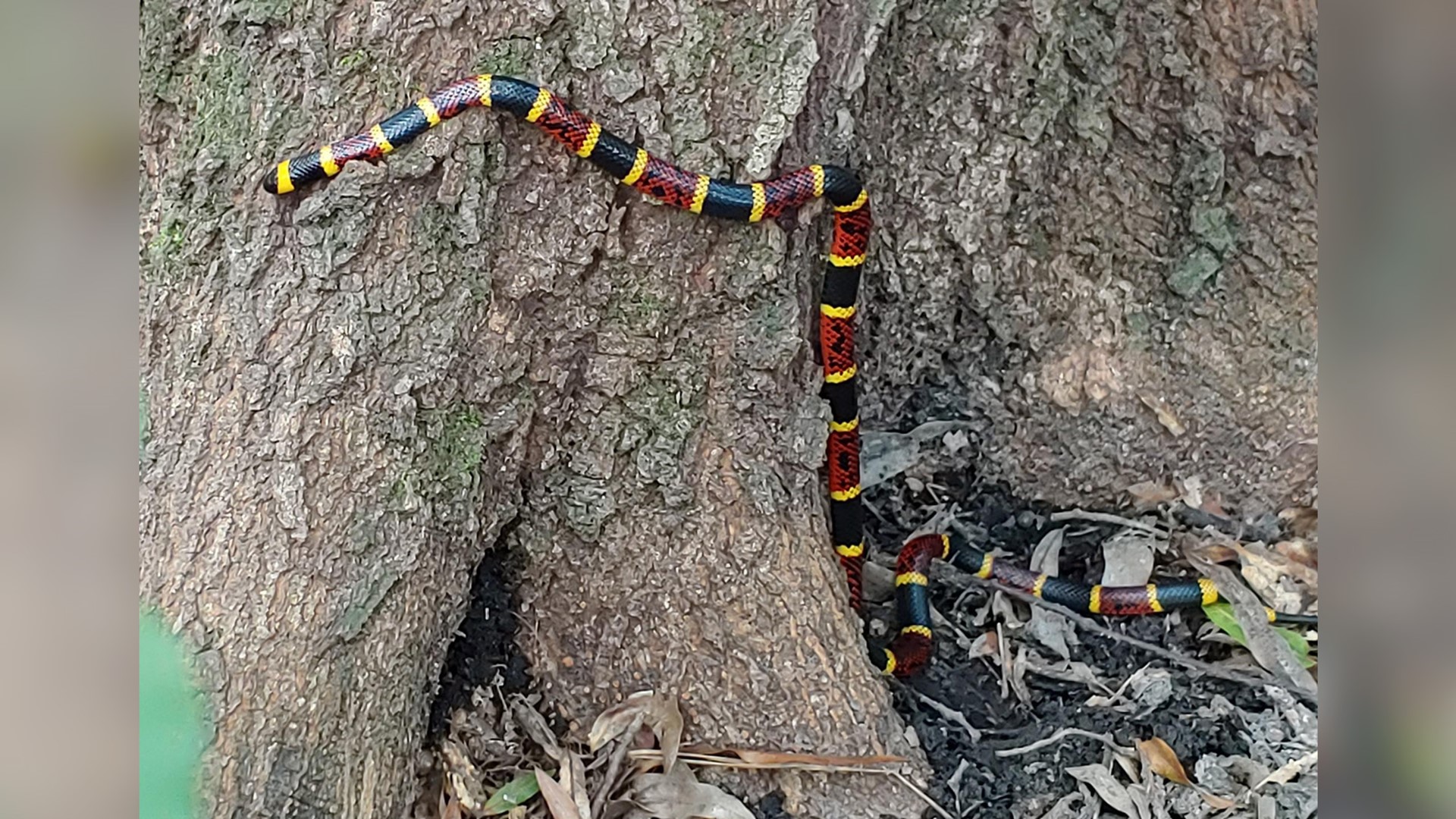 Coral snake sighting in Memorial Park along popular trail | khou.com