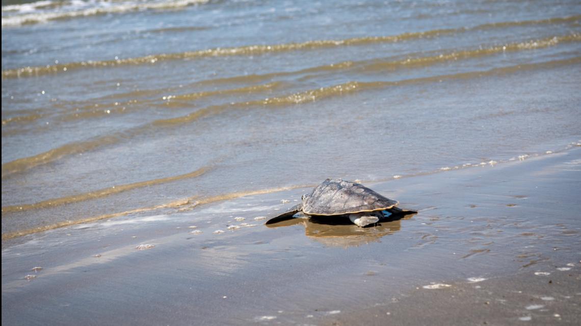 Houston Zoo releases sea turtles back into the wild | khou.com