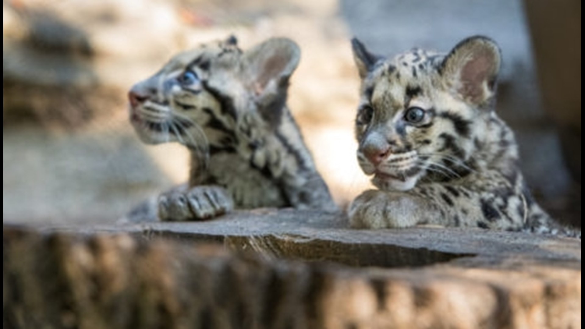 Missing Clouded leopard found, Dallas Zoo says | khou.com