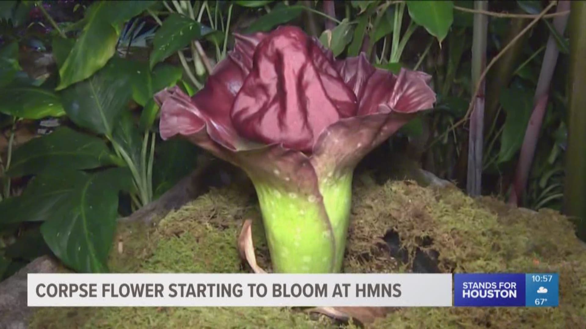 Corpse flower starting to bloom at the Houston Museum of Natural ...