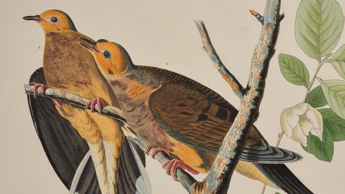 Audubon's Birds of America exhibit coming to Houston Museum of Natural ...