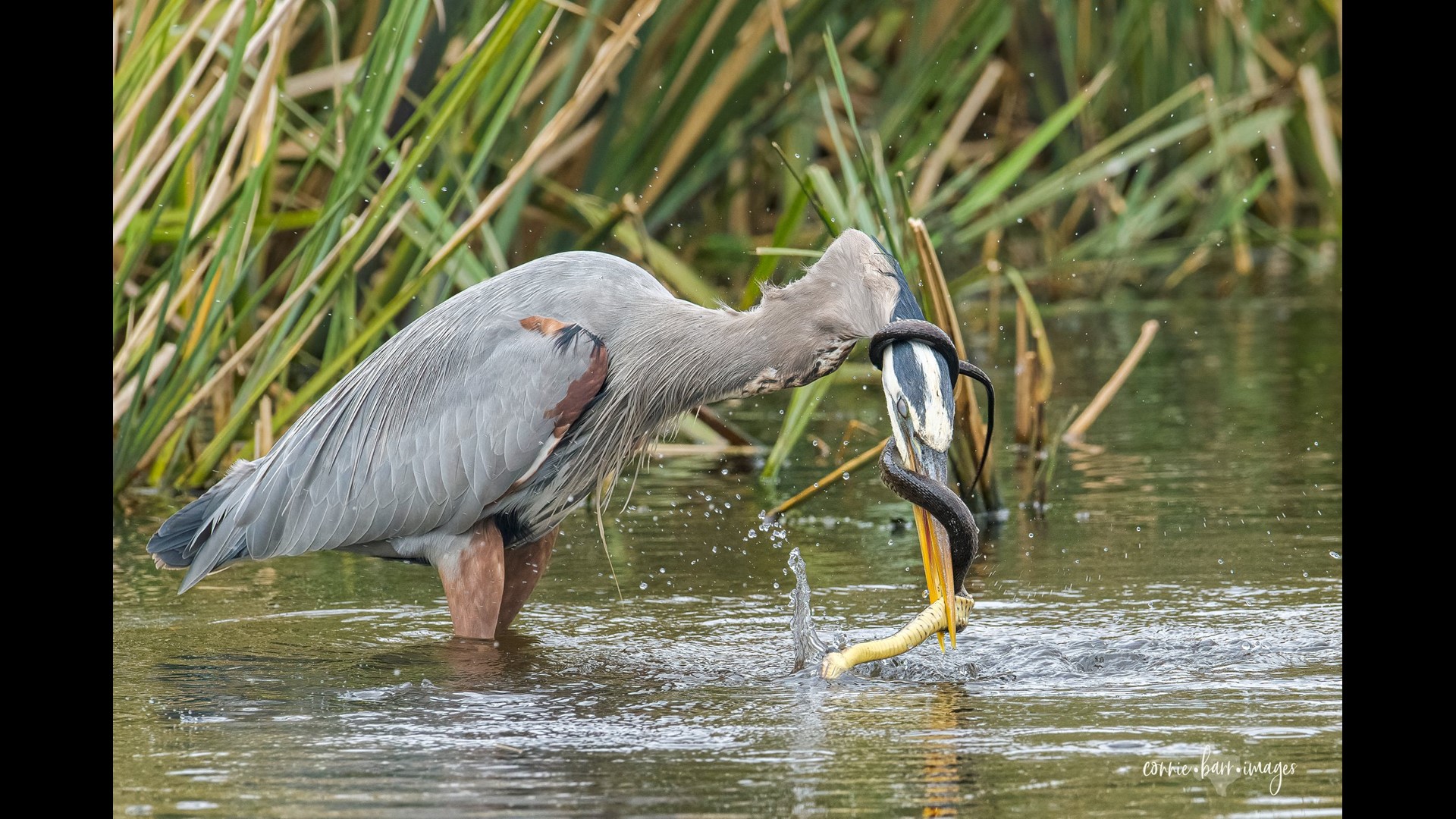 Photos of Great Blue Heron wrangling snake at Brazos Bend park | khou.com