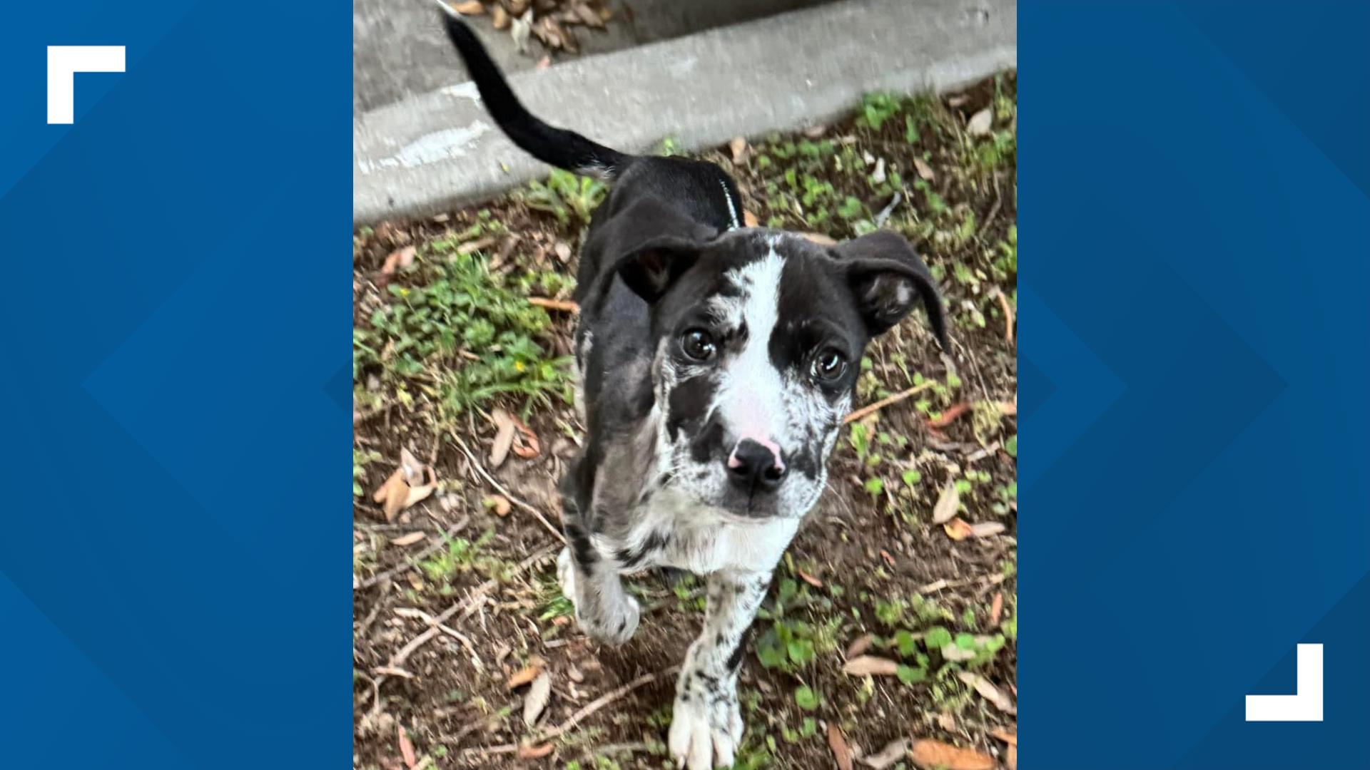 Houston police K9 dog rescues puppy left to die in the woods | khou.com