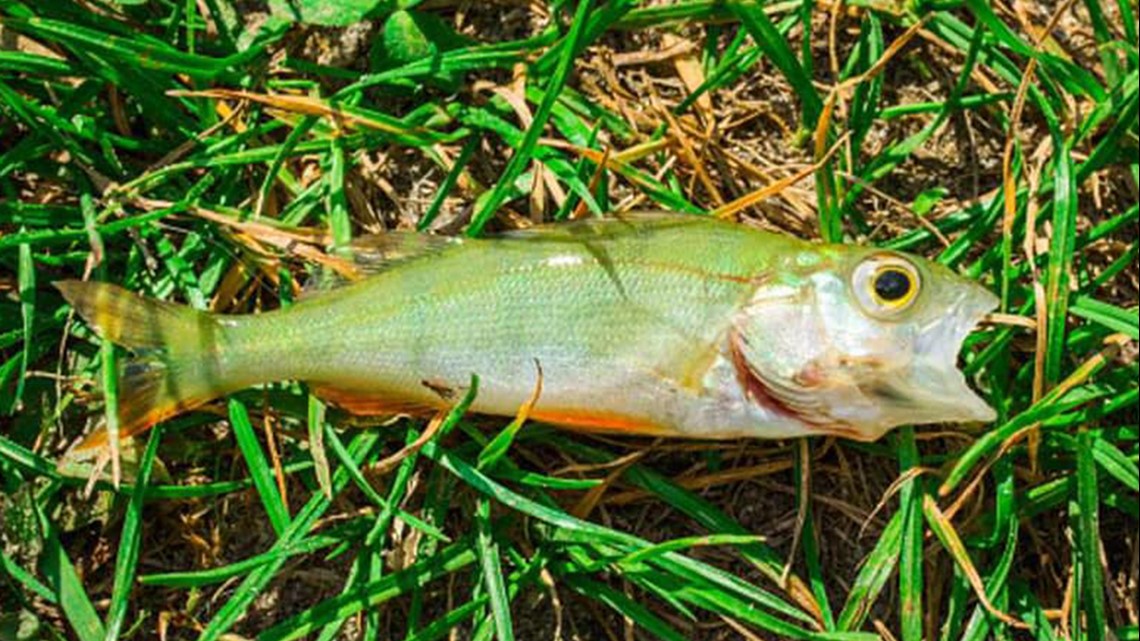 Raining fish in Texarkana, Texas | khou.com