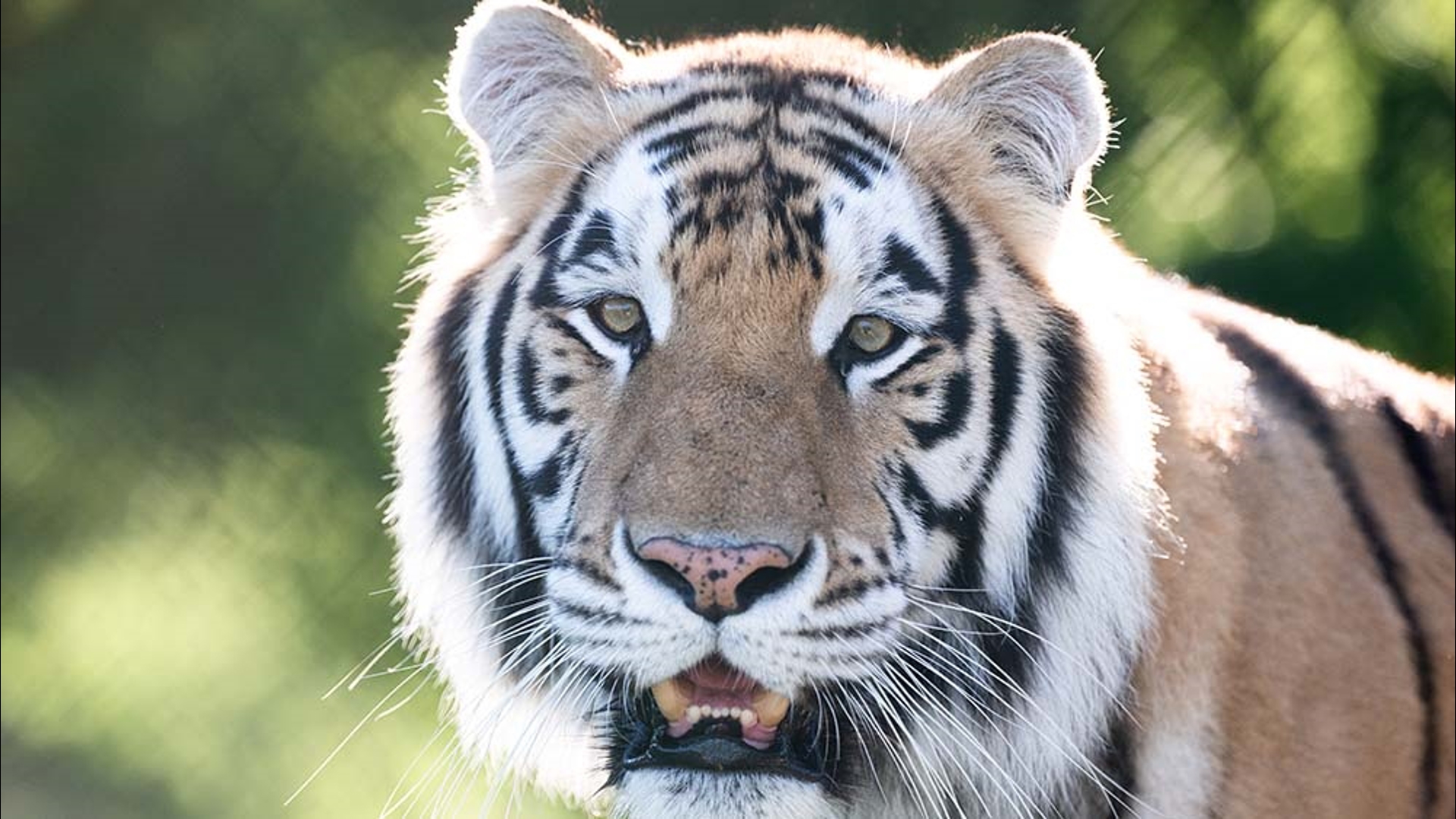 Update on Loki the tiger found in Houston house in 2019 | khou.com