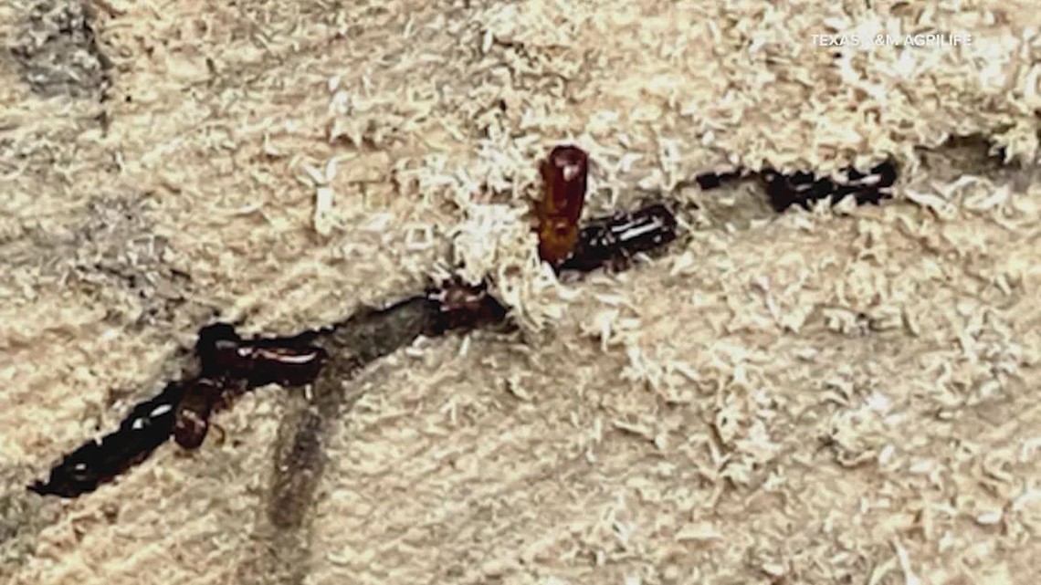 How to spot the new tree-killing disease that's spreading through ...