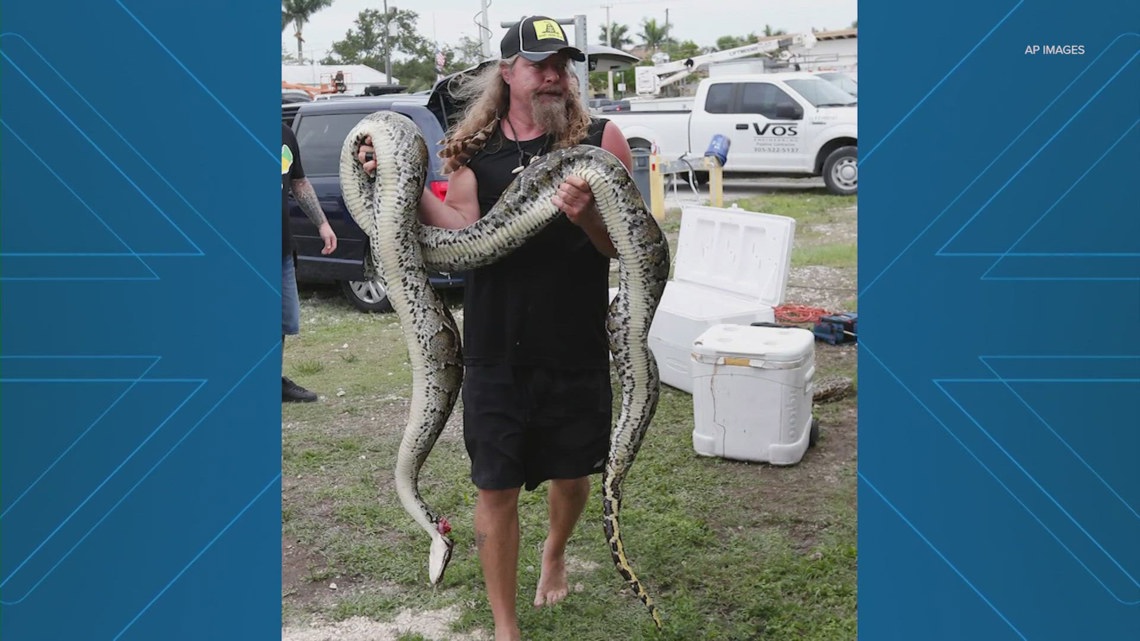 Man wins $10,000 for removing 20 Burmese Pythons in Florida Python ...