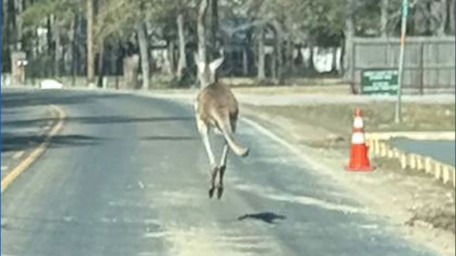 A kangaroo ends up caught in barbed wire after getting loose in this ...
