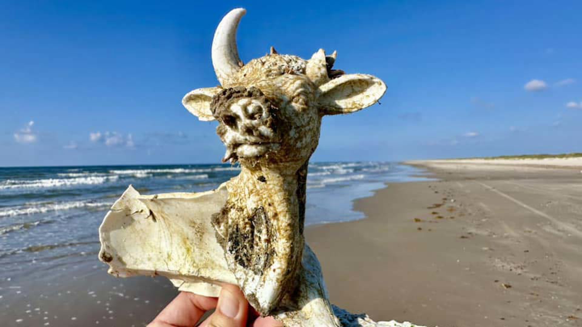 Beachcombing turns up weird finds on Texas beaches | PHOTOS | khou.com