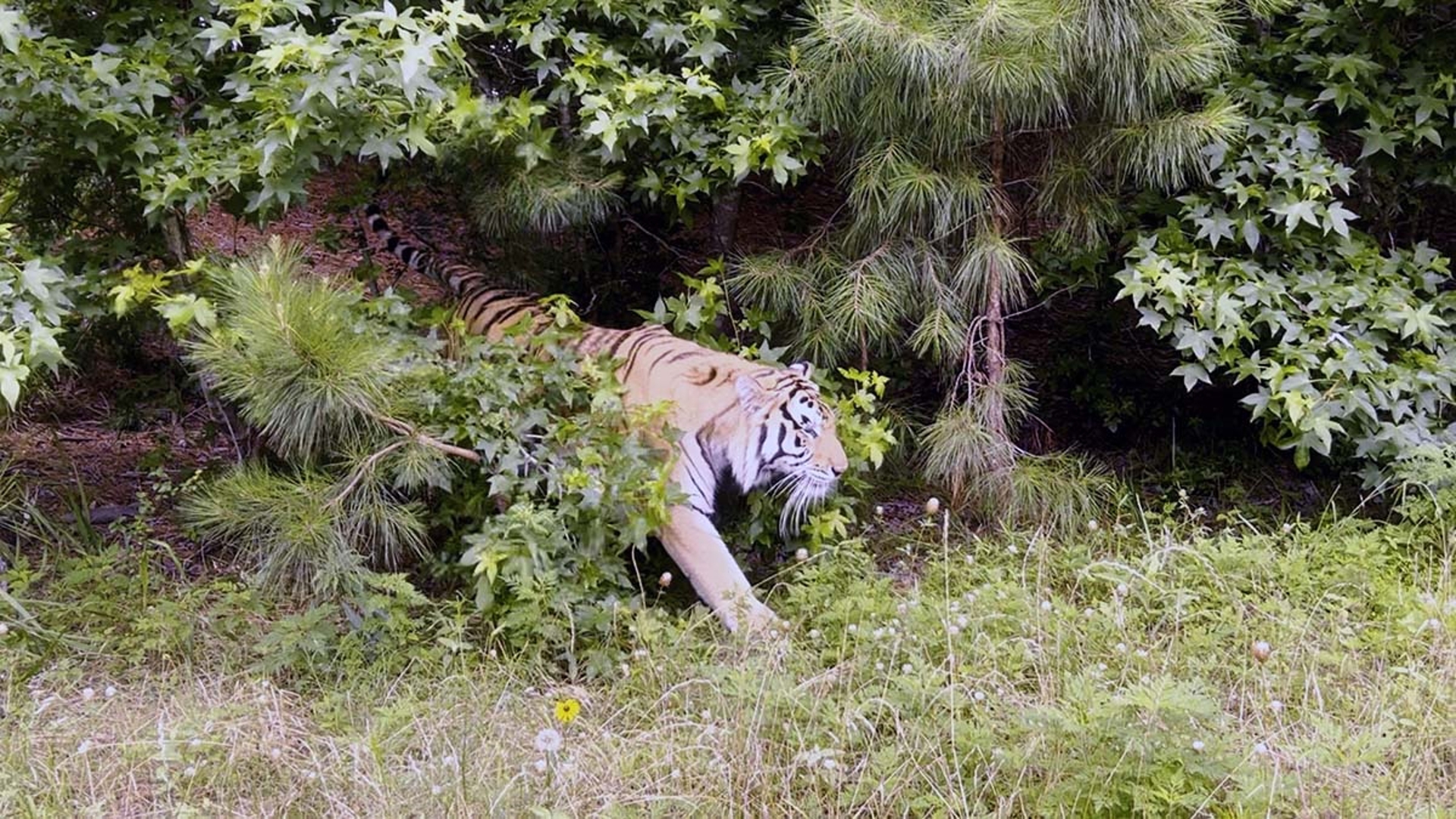 Update on Loki the tiger found in Houston house in 2019 | khou.com