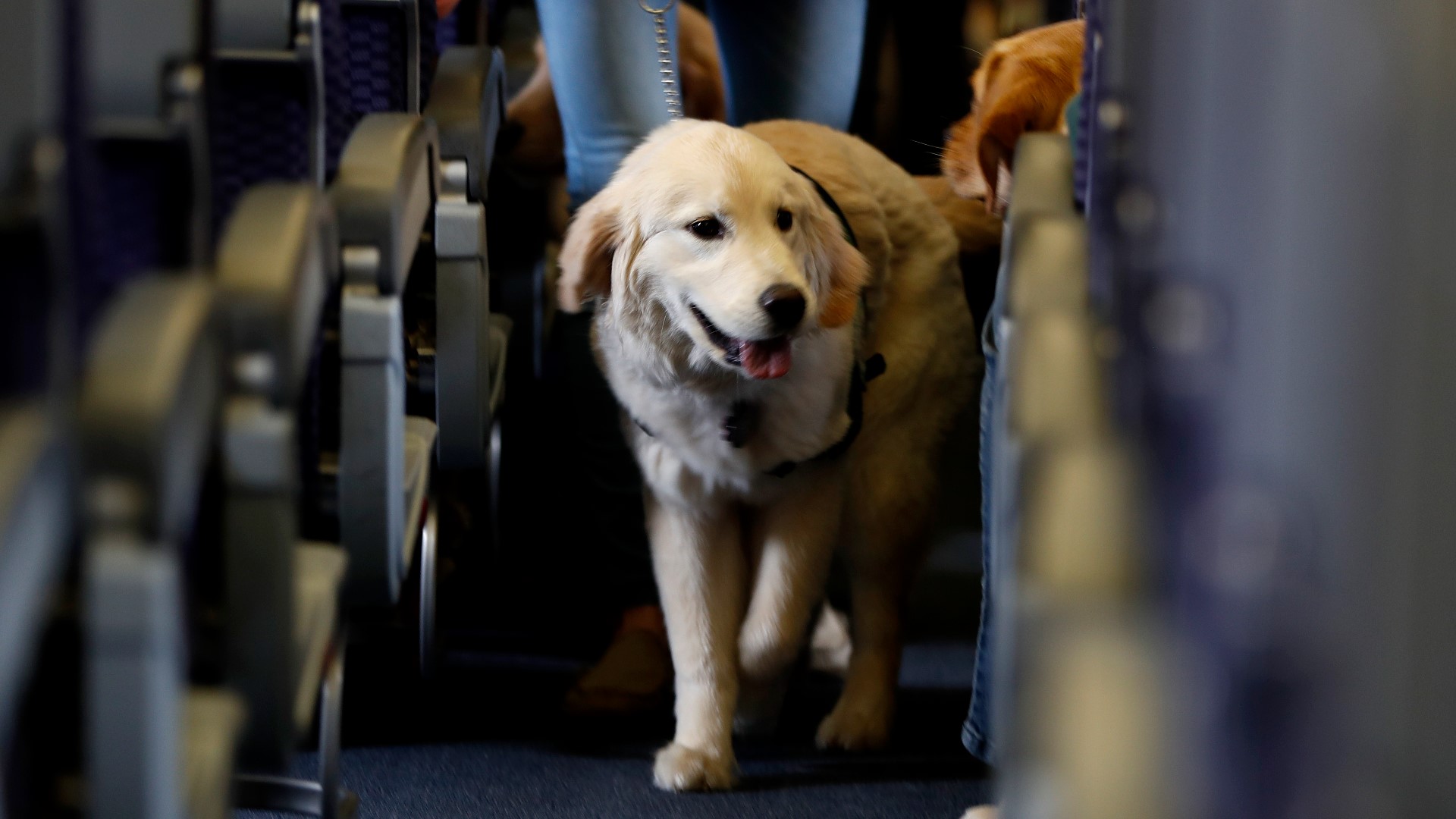 New Texas law increases fines for fake service animals | khou.com