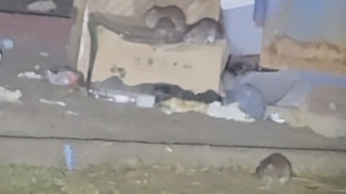 Houston apartments investigated, viral rat videos show safety issues ...
