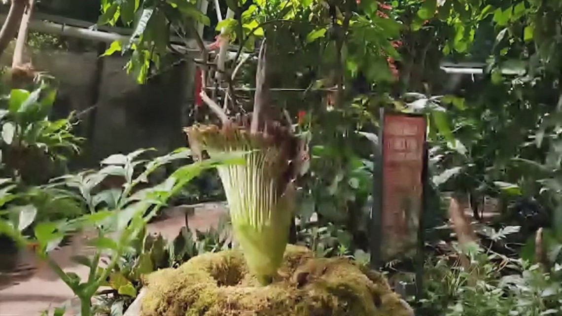 The smell is in the air. 'Meg' the corpse flower is in bloom at the ...