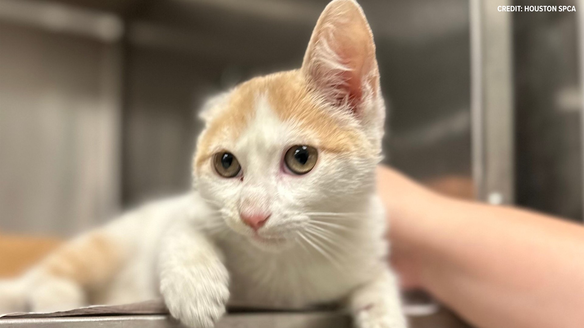 Houston SPCA rescues one-eared cat named Van Gogh | khou.com