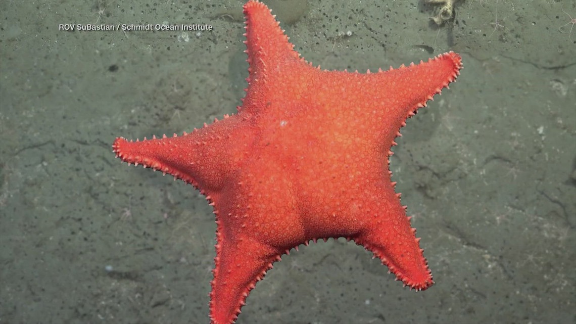 Unique starfish found in Argentina's coastal waters | khou.com