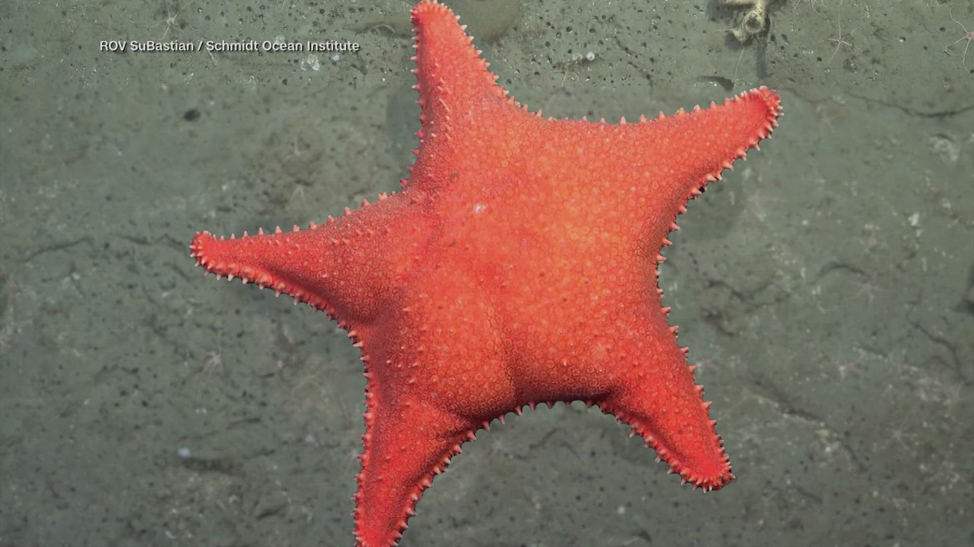Unique starfish found in Argentina's coastal waters | khou.com