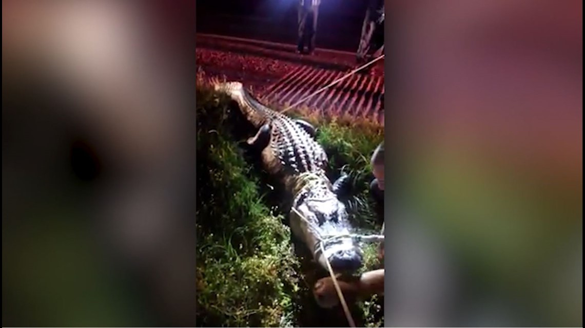 As summer approaches, here's what you should do if you spot a gator ...