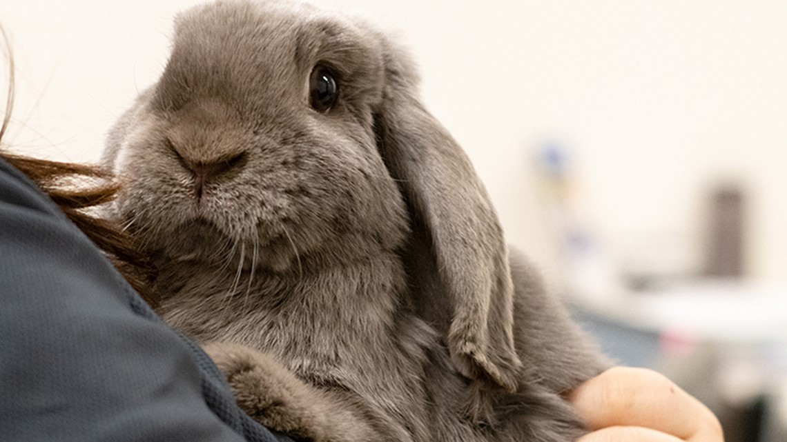 Rescued bunnies will soon be up for adoption at Houston SPCA | khou.com