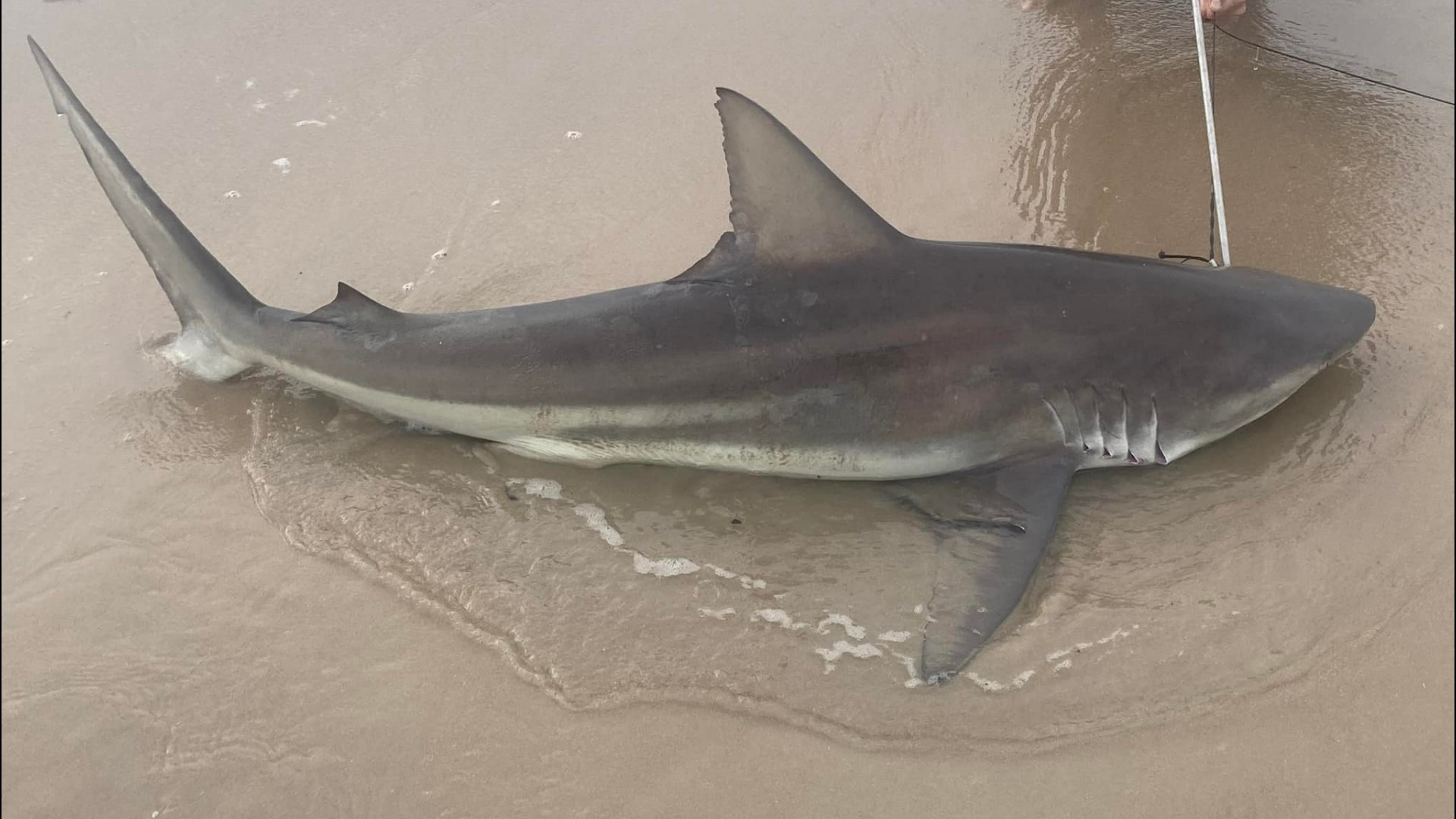 Large shark caught off Surfside, TX beach | Houston, Texas news | khou.com