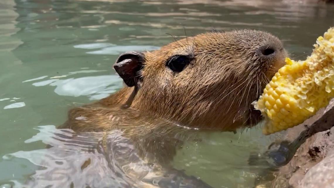 How Houston Zoo animals beat the heat | khou.com