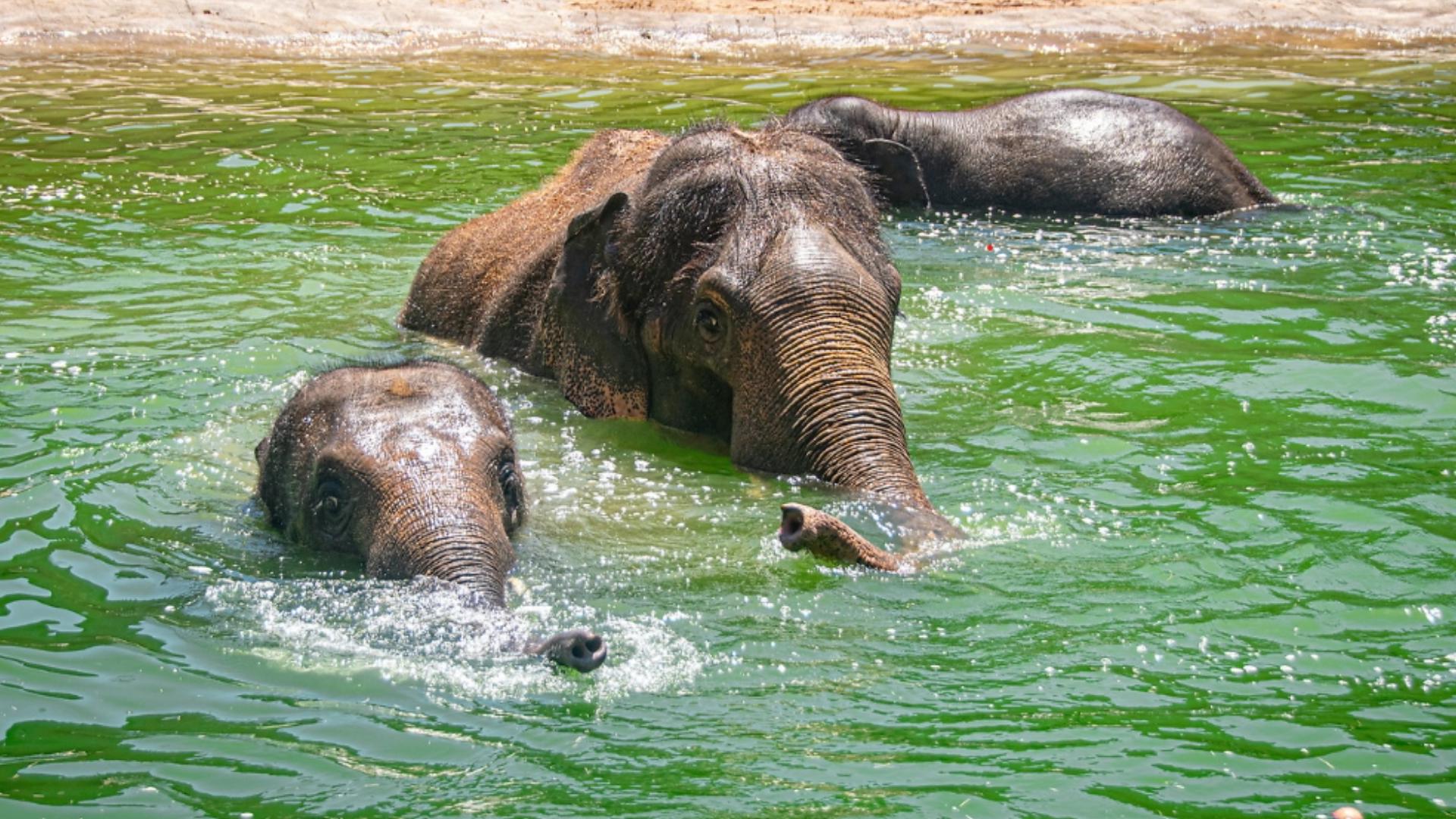 How Houston Zoo animals stay cool amid heat | khou.com