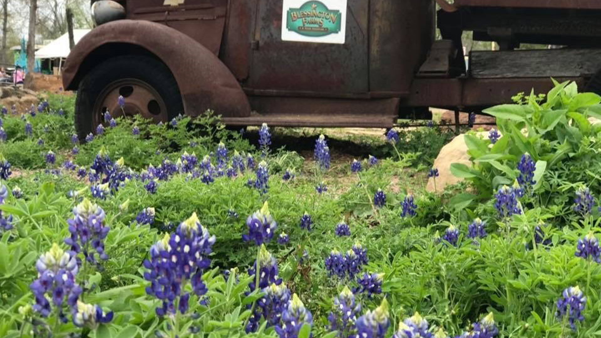 Where to find bluebonnets in Houston | khou.com