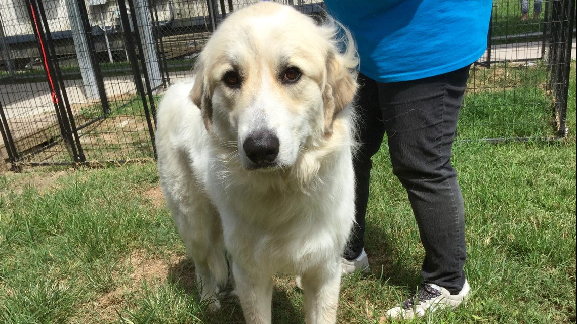 Harris County Animal Shelter overwhelmed with over 400 dogs, cats ...