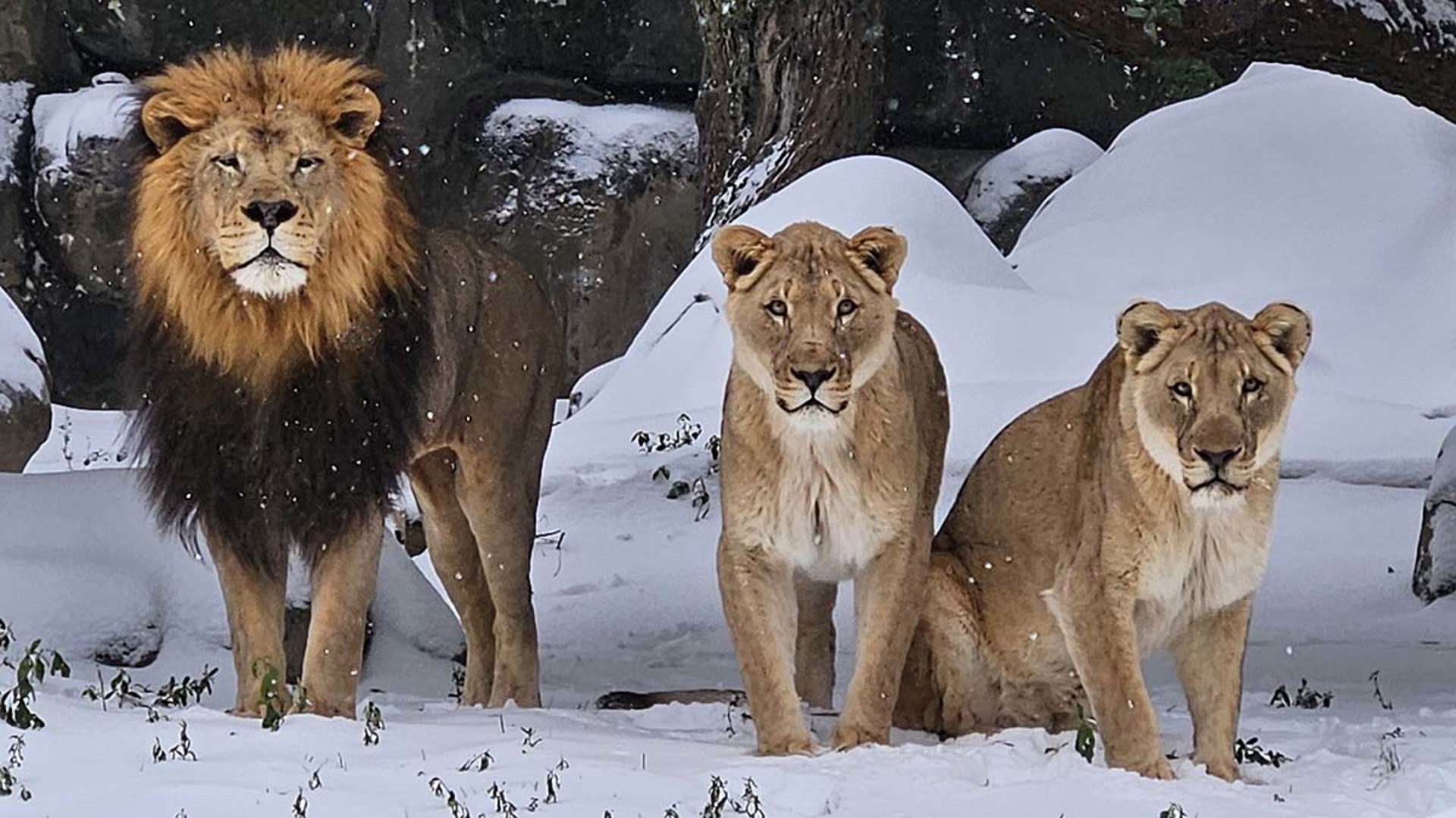 Snow day at the Houston Zoo | Photos | khou.com