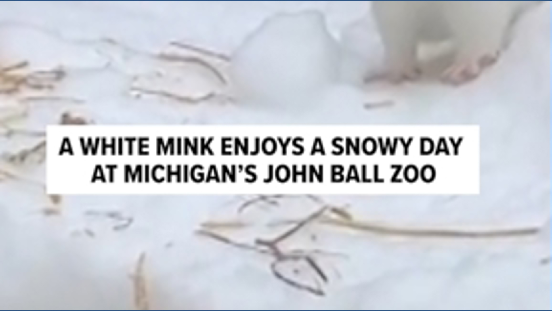 Watch curious mink play in the snow | khou.com
