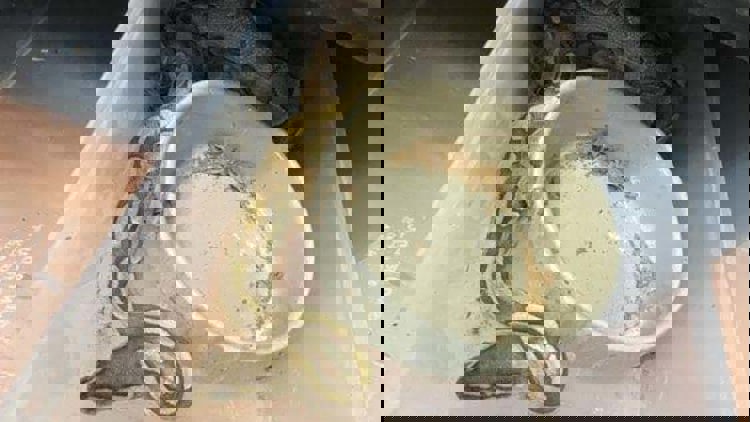 Pet pythons rescued from apartment complex in Houston, Texas | khou.com