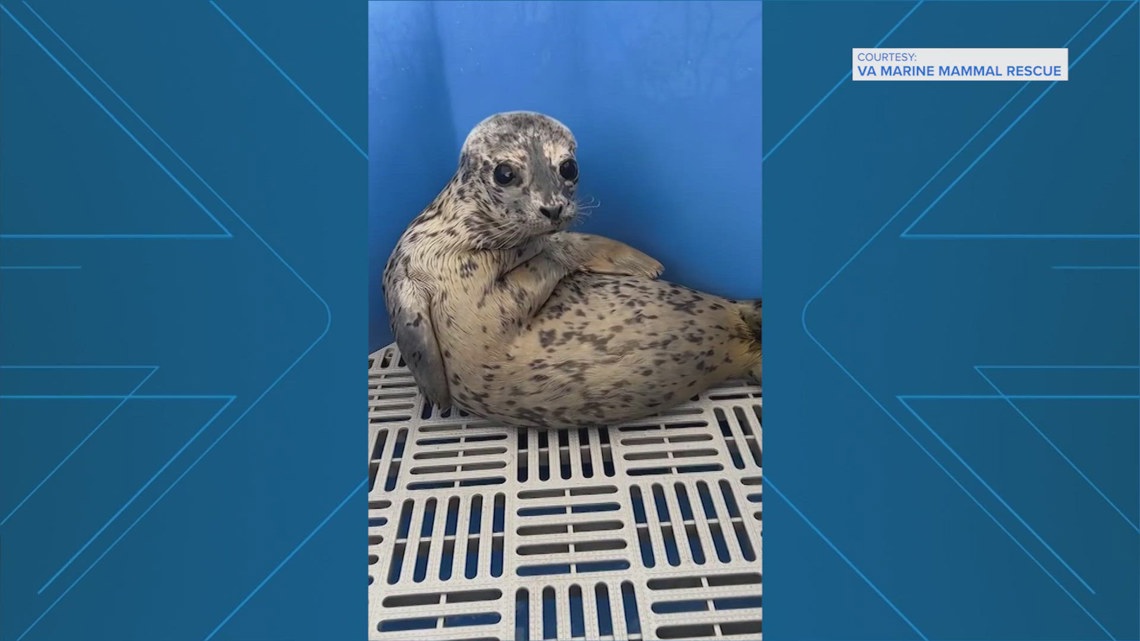 'Biscuits' the seal takes the internet by storm | khou.com