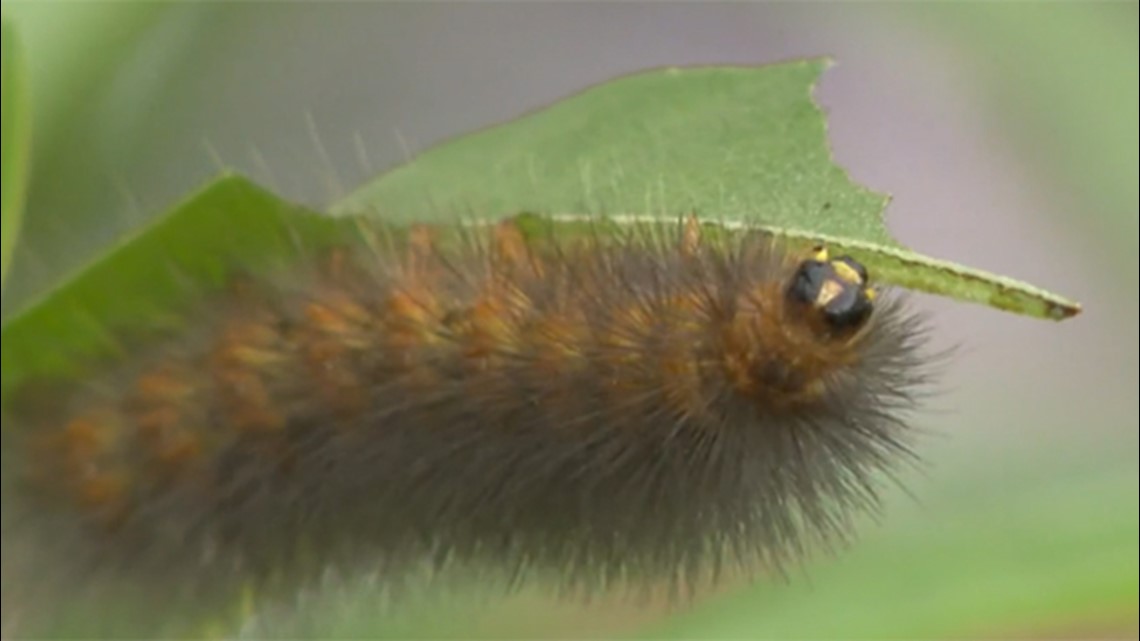 What are the fuzzy black caterpillars crawling all over Houston? | khou.com