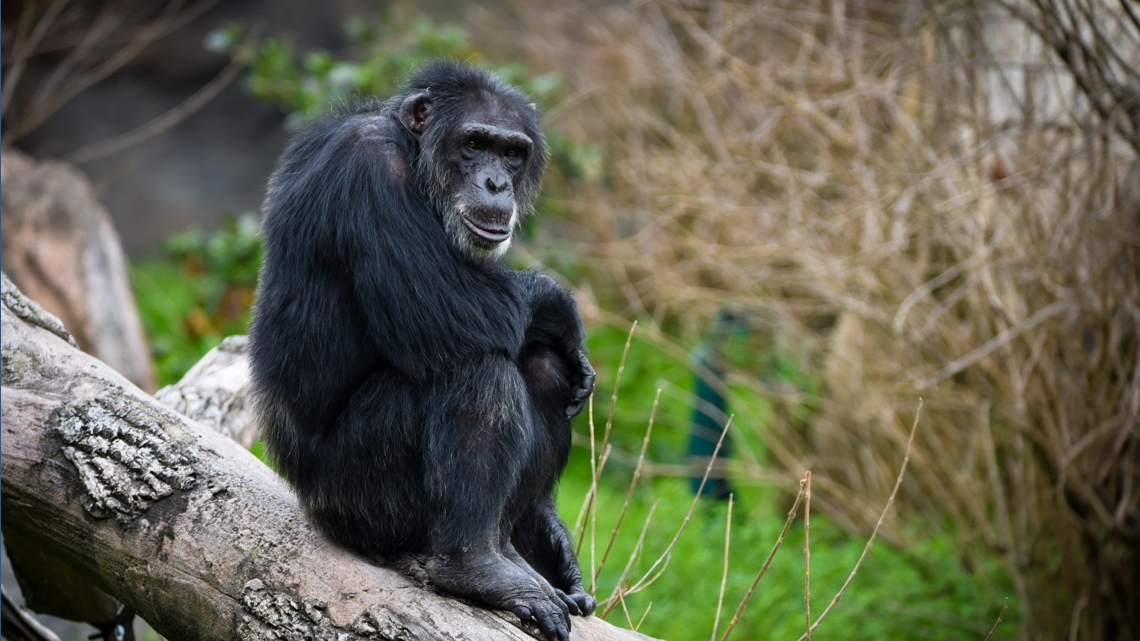 Houston Zoo gives emotional update on beloved chimpanzee | khou.com