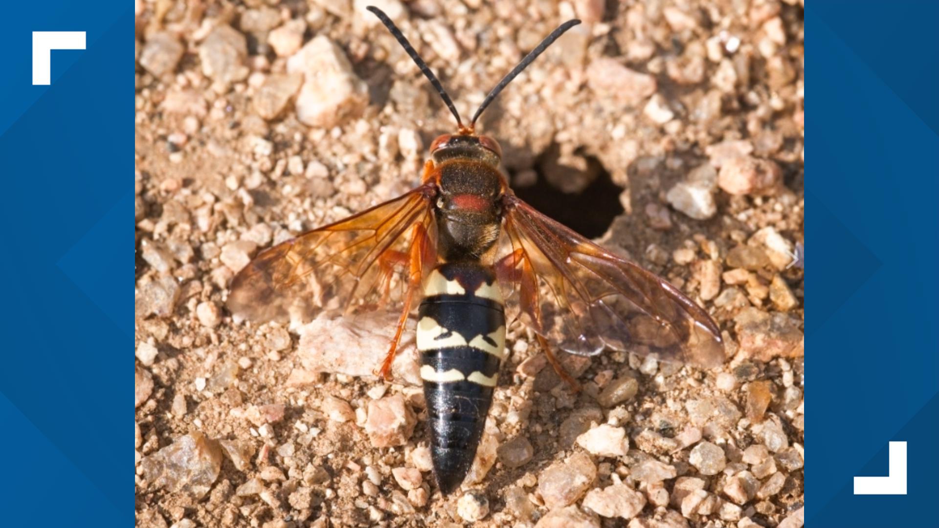 Are murder hornets in Texas? | khou.com